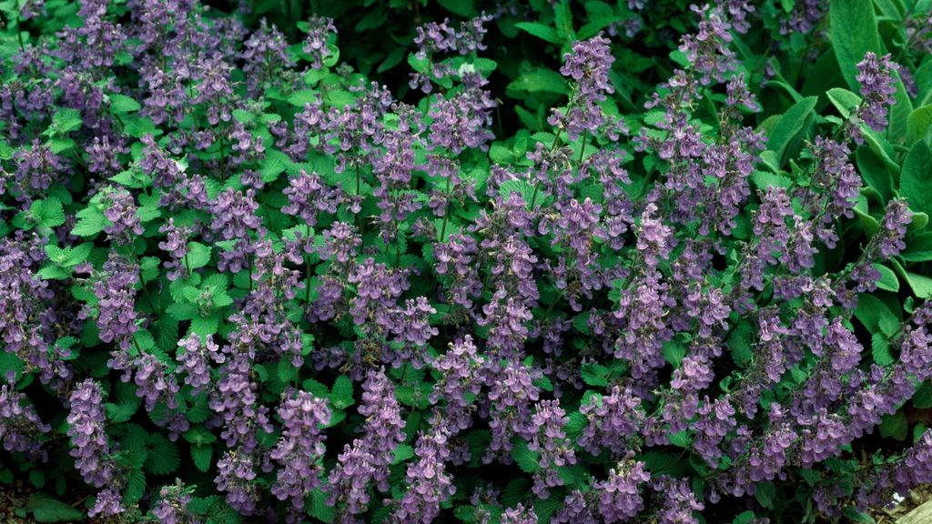 Catmint vs Catnip: Are they the same thing? | PetsRadar