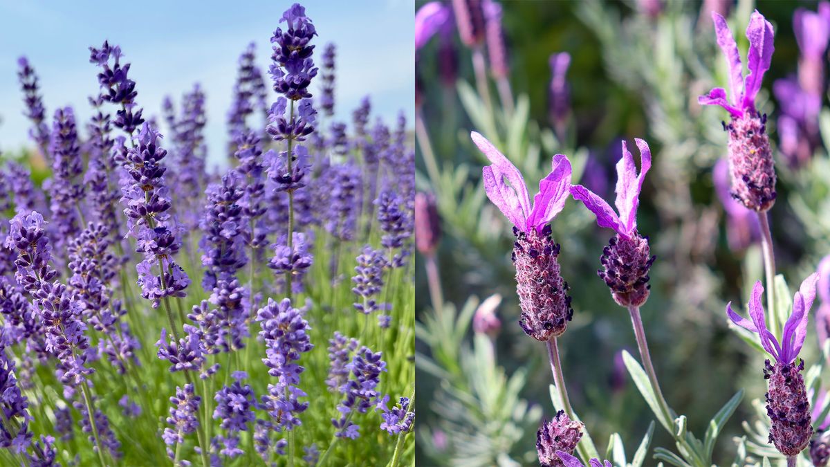 How and when to prune every type of lavender, according to an expert ...