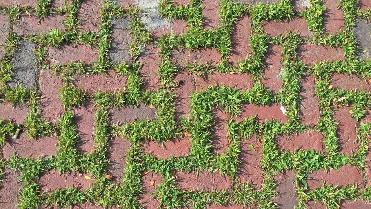How To Get Rid Of Weeds Between Pavers: 8 Best Methods | Gardening Know How