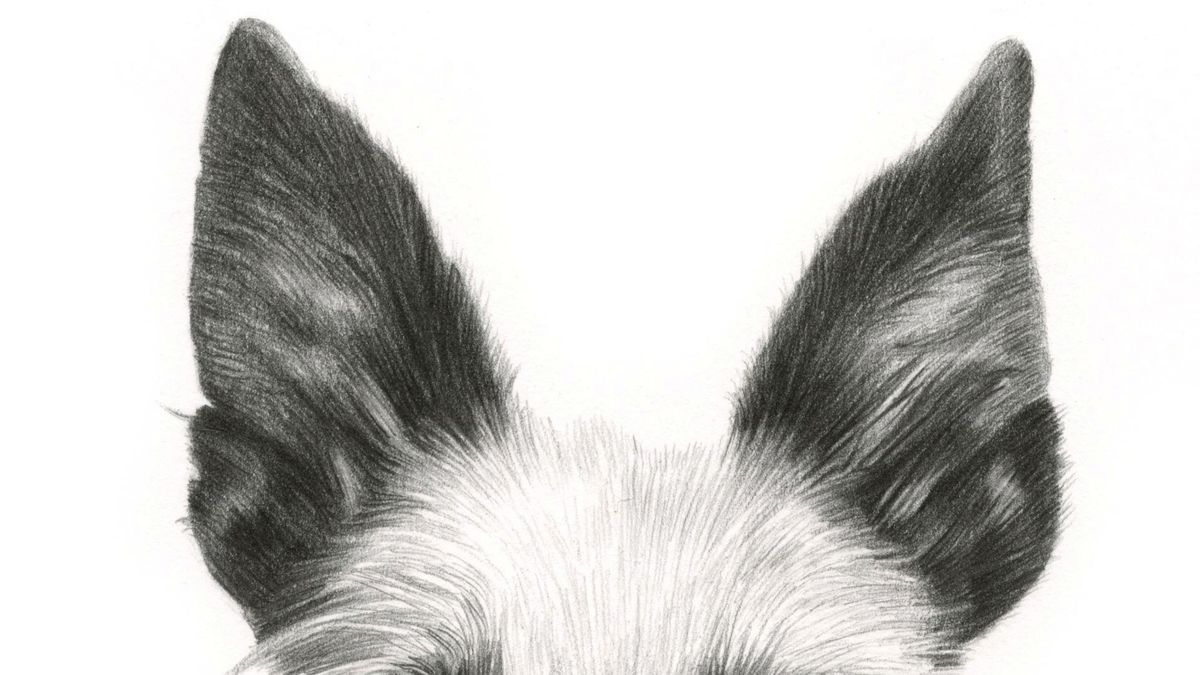 Draw a pencil portrait of a dog | Creative Bloq