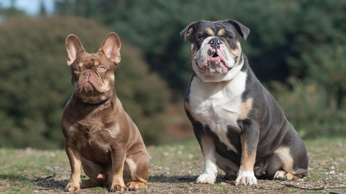 French Bulldog vs. English Bulldog: A breed comparison | PetsRadar