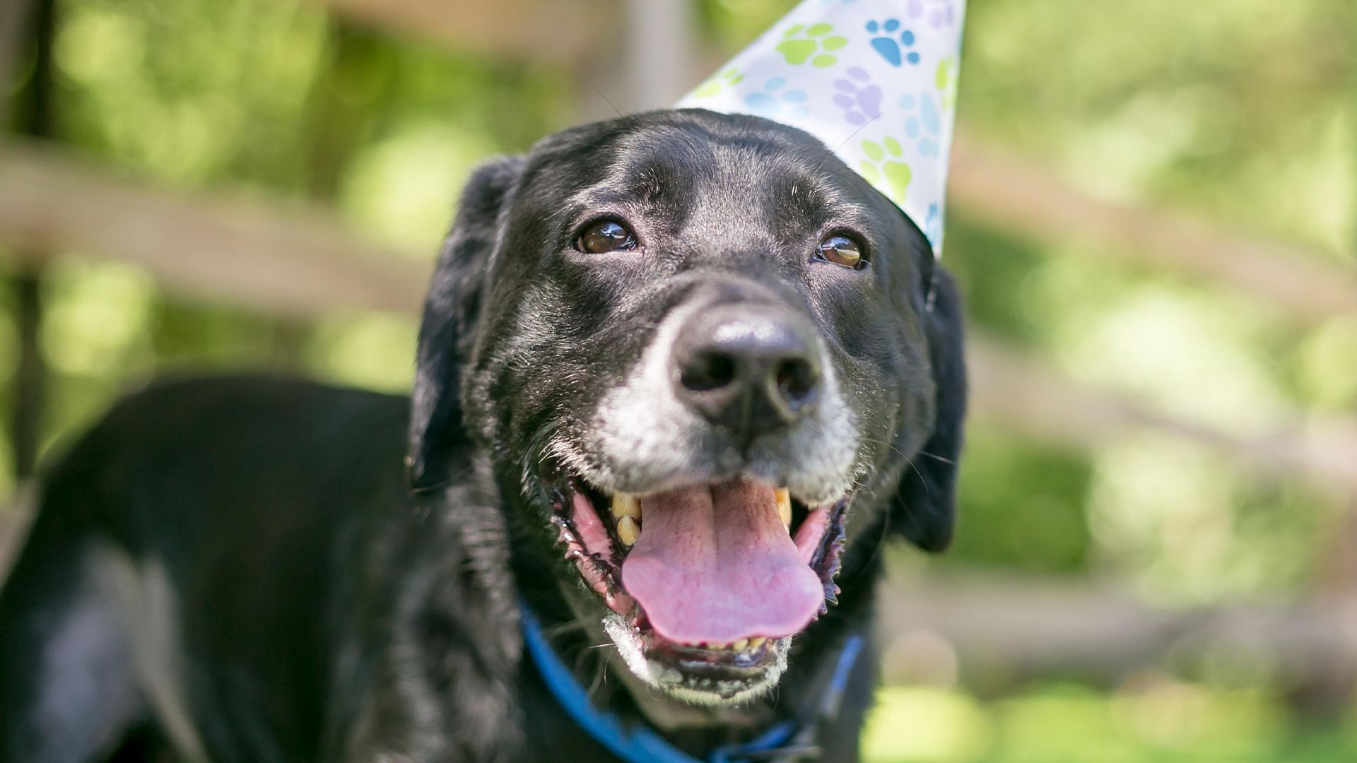 International Dog Day 2026: When is it and how to celebrate | PetsRadar