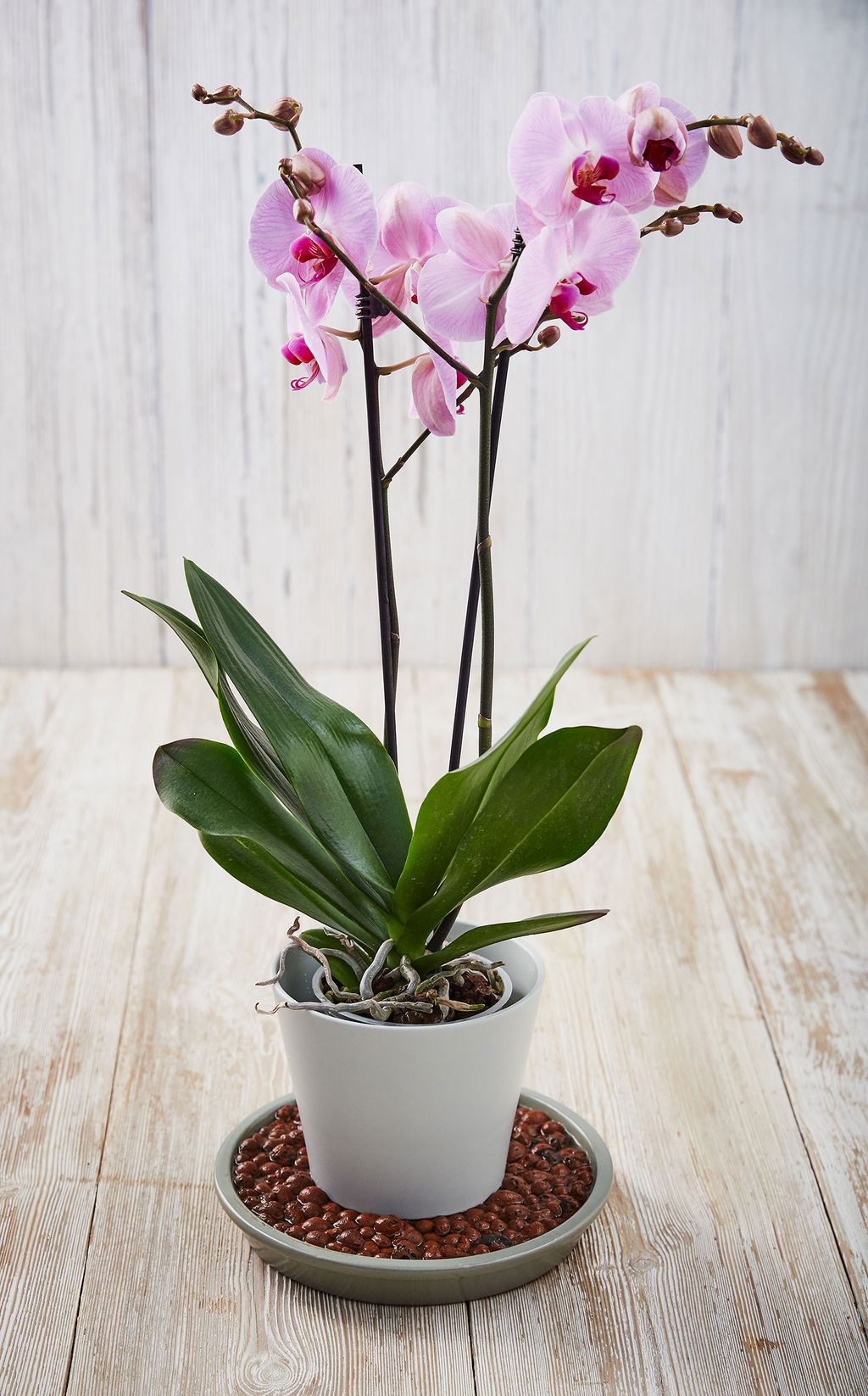 How to water orchids: 5 golden rules | Real Homes