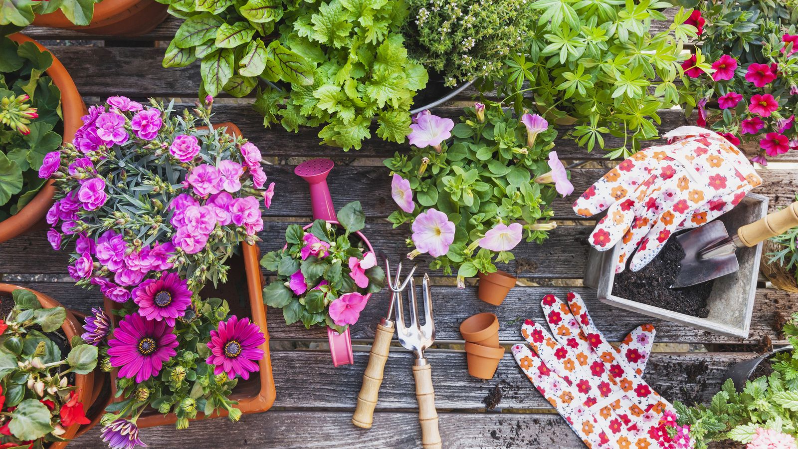 Want To Start A Garden? Discover 10 Golden Rules For Success ...