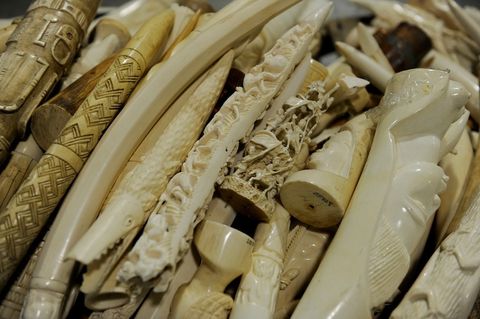 Millions of Dollars in Ivory Sold on Craigslist | Live Science
