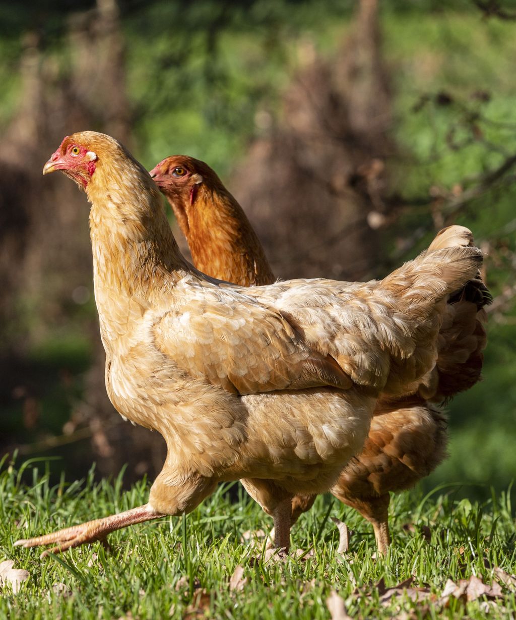 Using ashes in the garden for compost, improving soil & more | Homes ...
