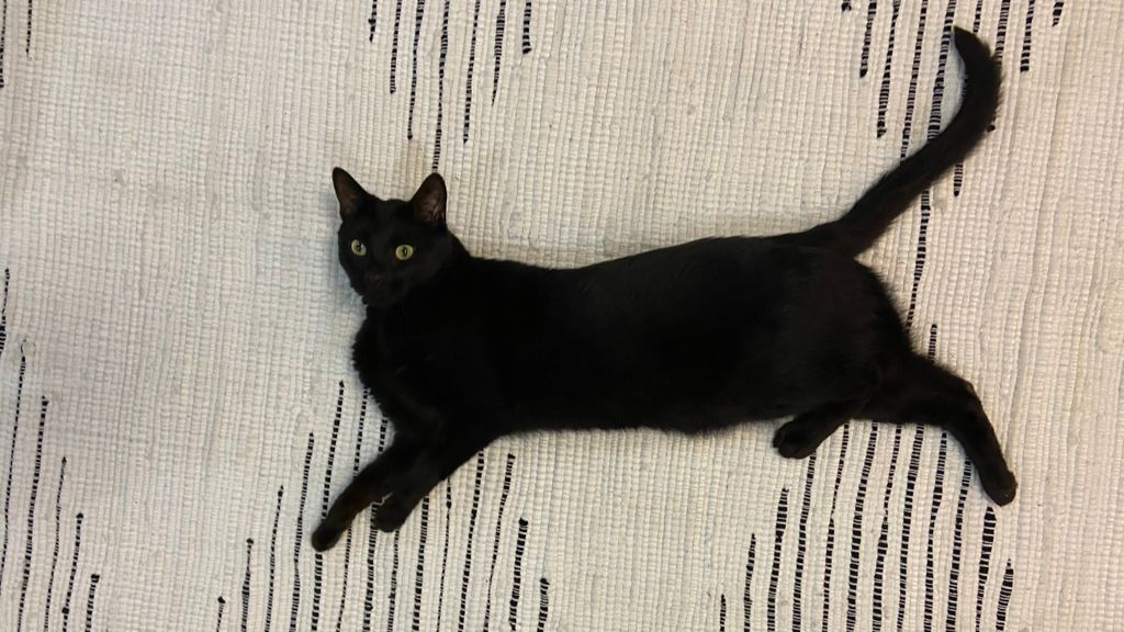 What is TNR (trap-neuter-return) and how you can help out stray cats ...