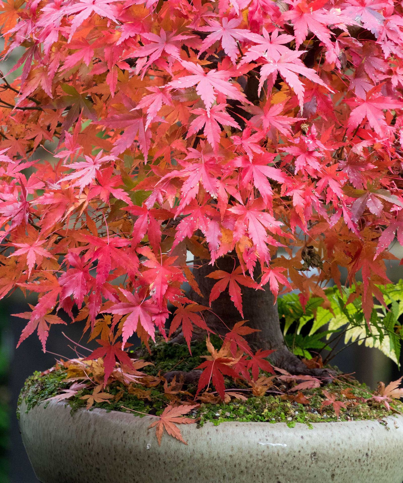 Privacy trees to grow in pots – 8 pretty choices | Homes and Gardens